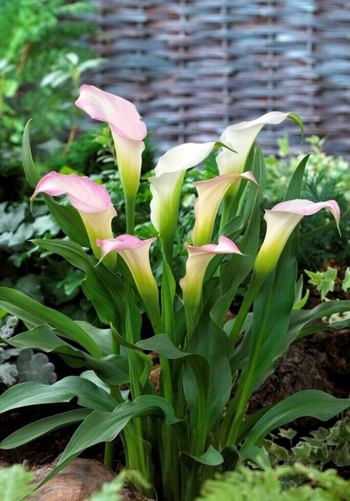 12 Stunning White Calla Lily Varieties to Brighten Your Garden