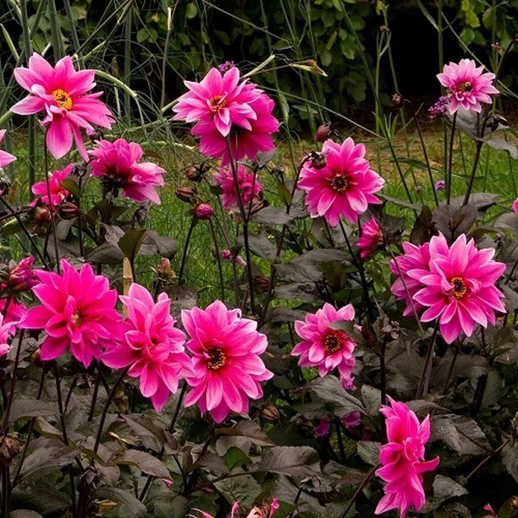 17 Breathtaking Hot Pink Flowers That Brighten Any Garden