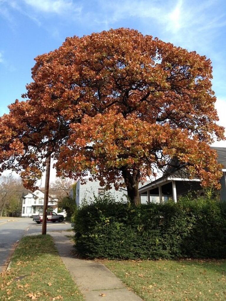 50 Stunning Types of Oak Trees for Your Dream Landscape