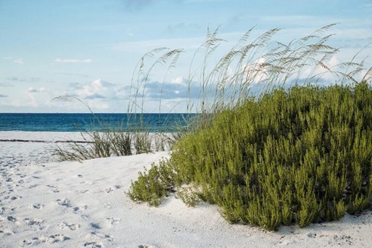 19 Stunning Beach Plants for Indoor and Home Garden Bliss