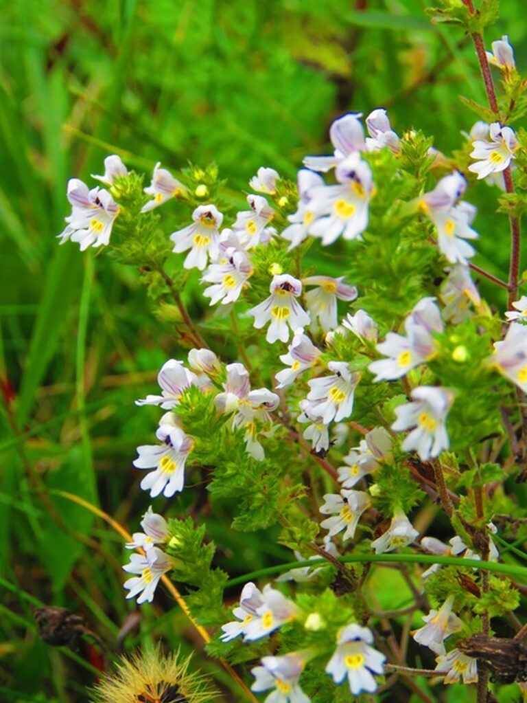 17 Beautiful Irish Flowers to Brighten Your Garden Space