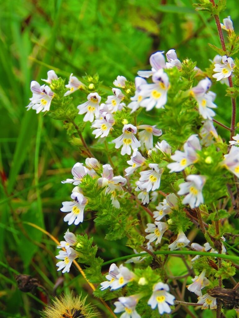 17 Beautiful Irish Flowers to Brighten Your Garden Space