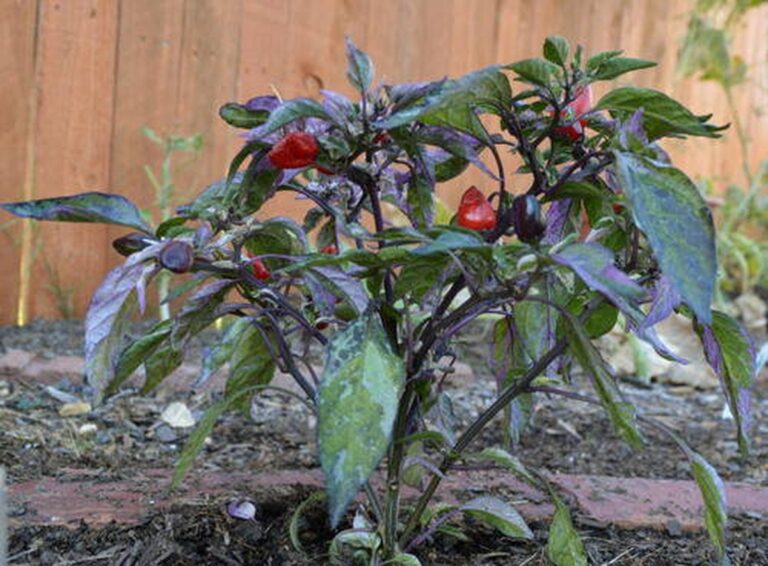 15 Stunning Ornamental Pepper Varieties: Can You Eat Them?