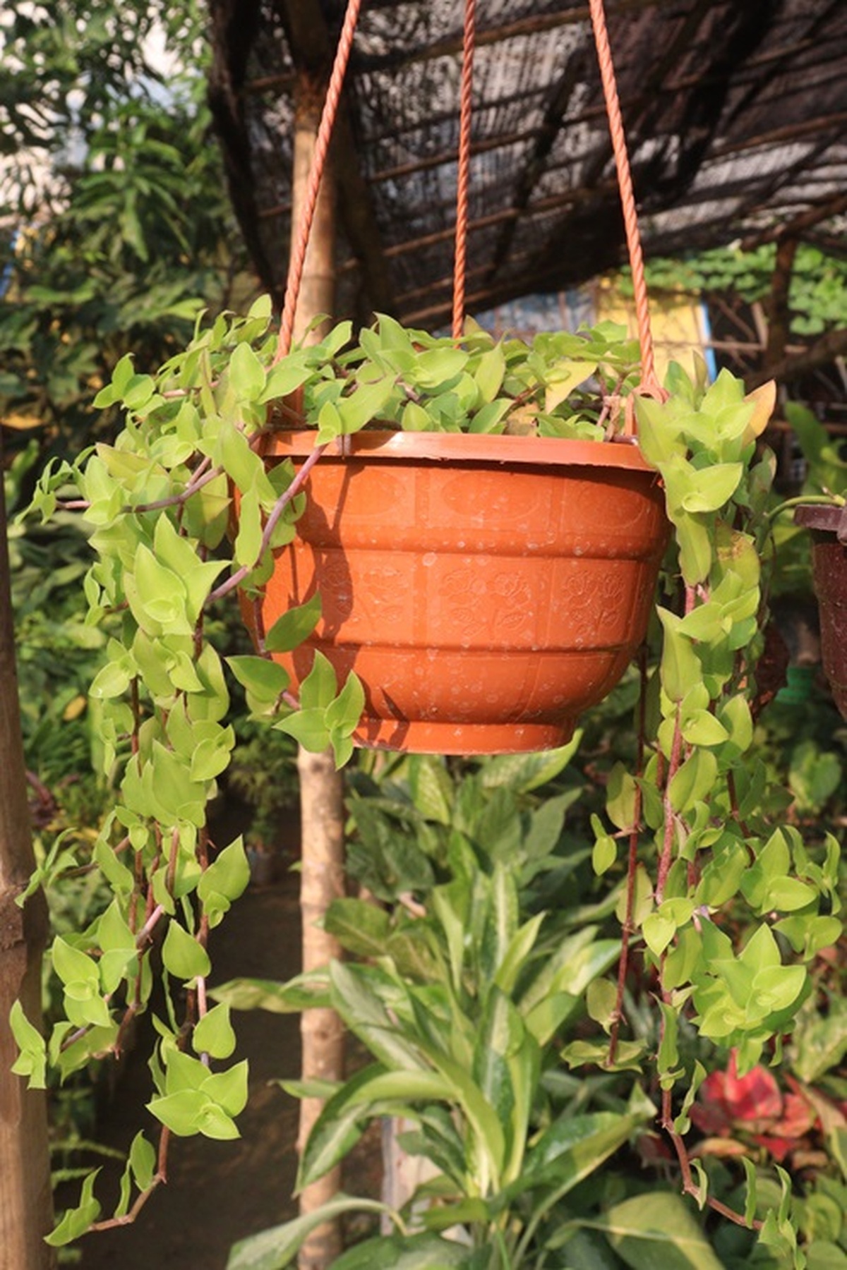 14 Enchanting Callisia Species to Brighten Your Home Garden