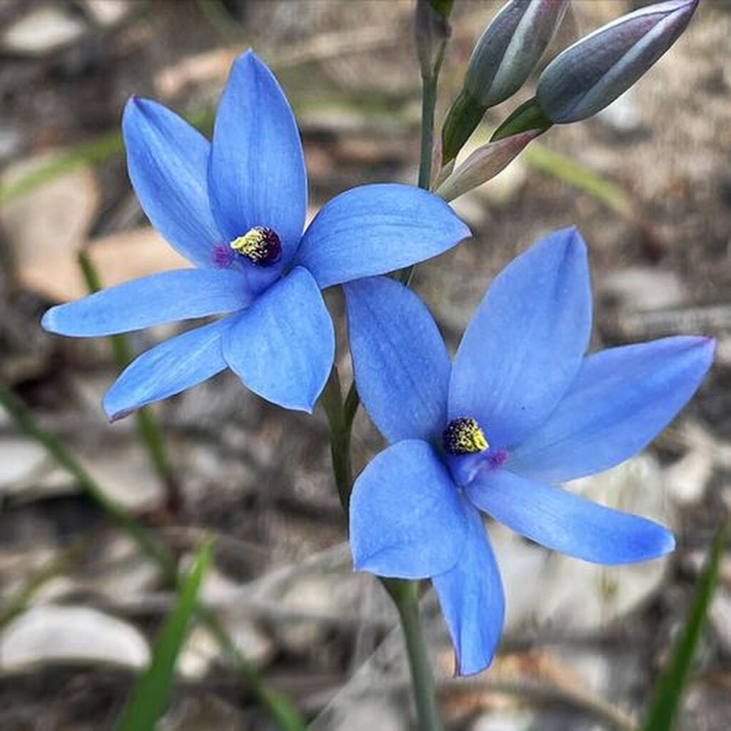 12 Popular Types of Blue Orchids with Meaning