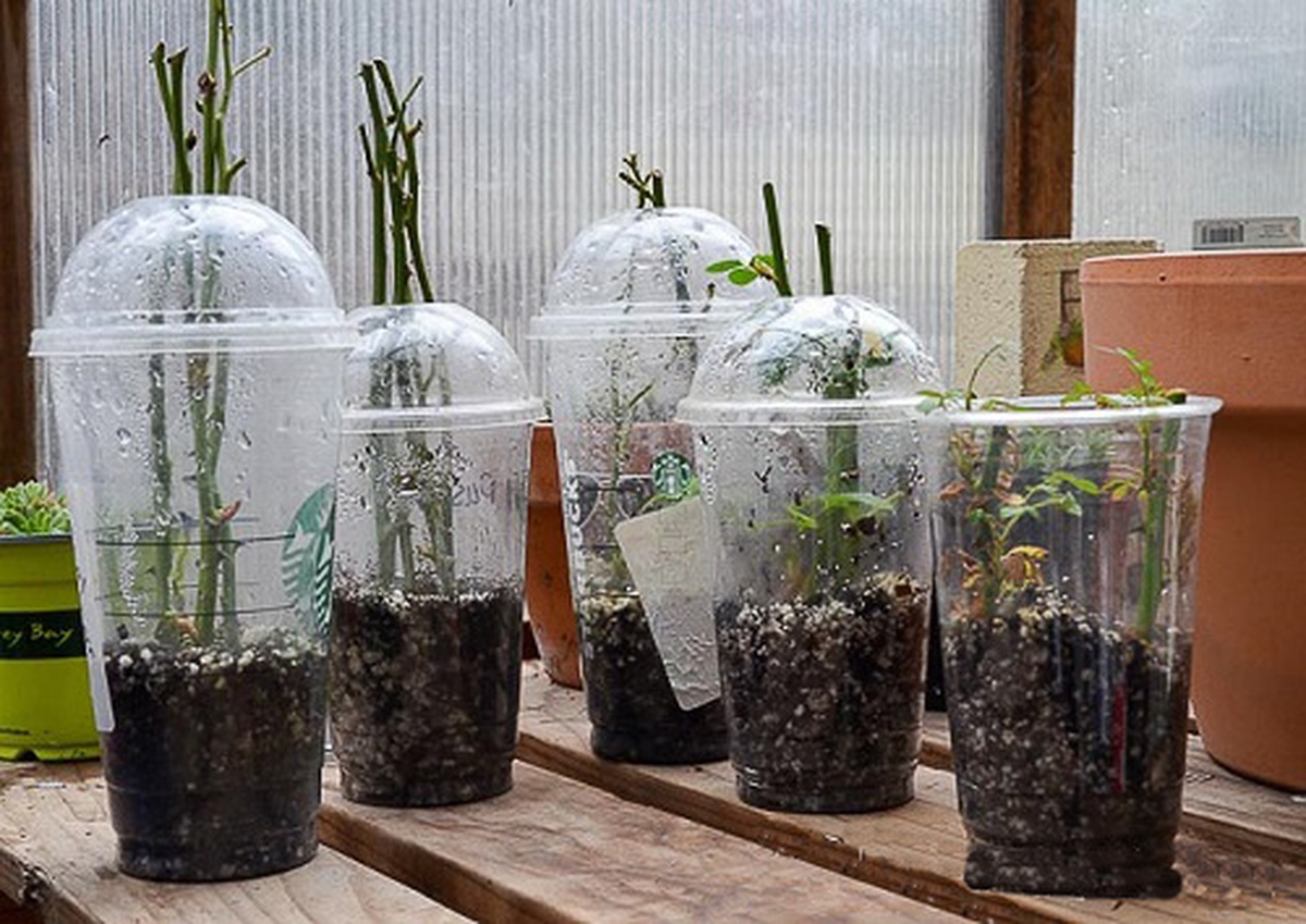 8 Simple Yet Magical Ways to Propagate Roses From Cuttings