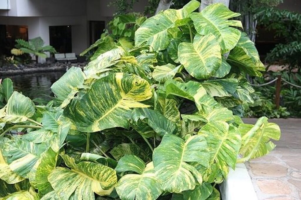 27 Stunning Big Leaf Outdoor Plants for Garden