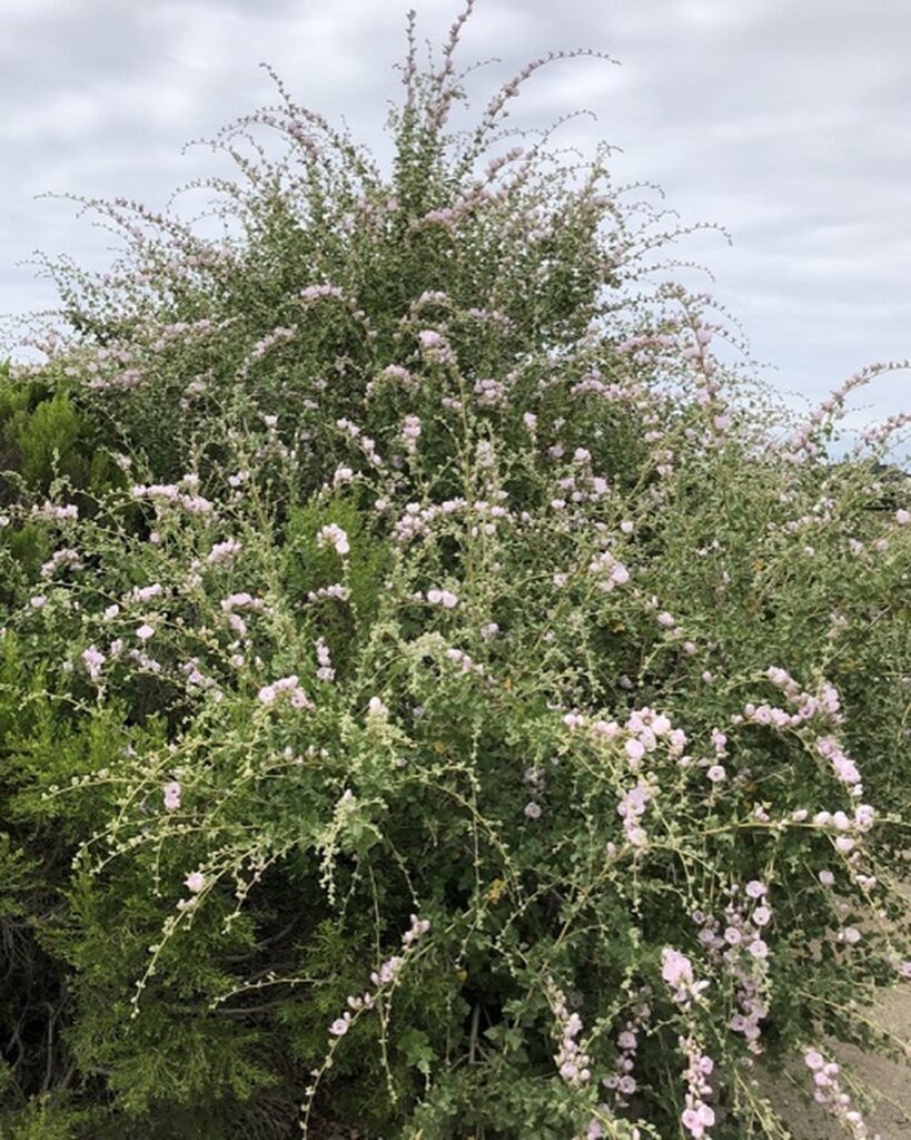 52 Amazing California Native Plants for Your Dreamy Garden