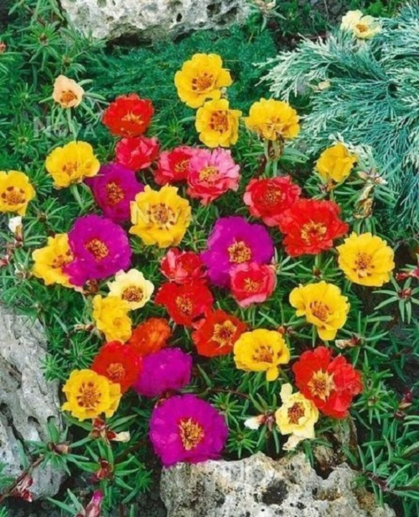 29 Stunning Portulaca Varieties That Brighten Every Garden