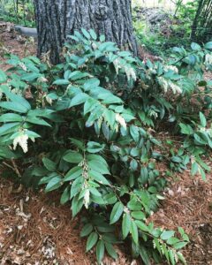 48 Stunning Maryland Native Plants List for Your Garden Dream