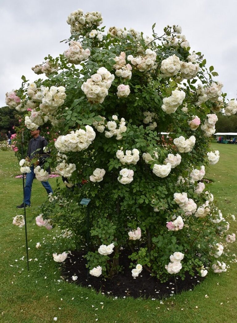 10 Stunning Ivory Flowers That'll Brighten Your Garden