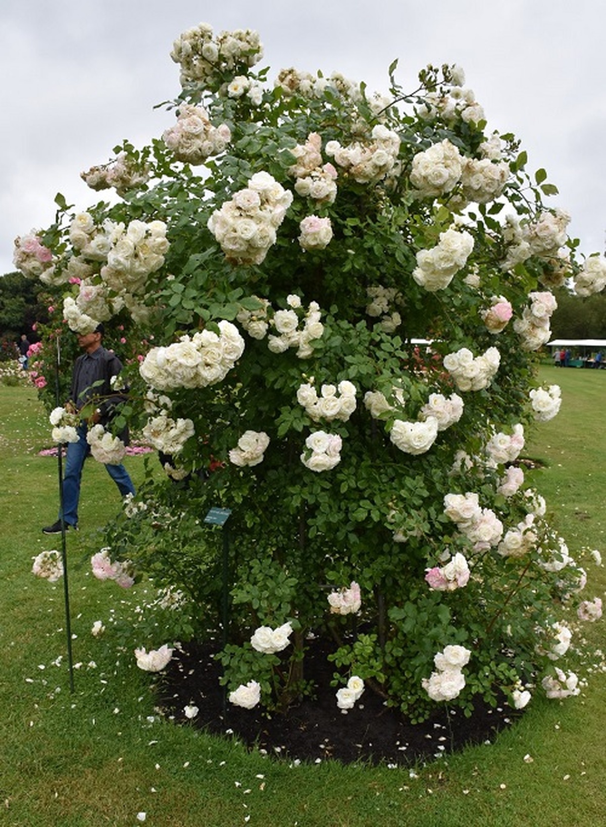 10 Stunning Ivory Flowers That'll Brighten Your Garden