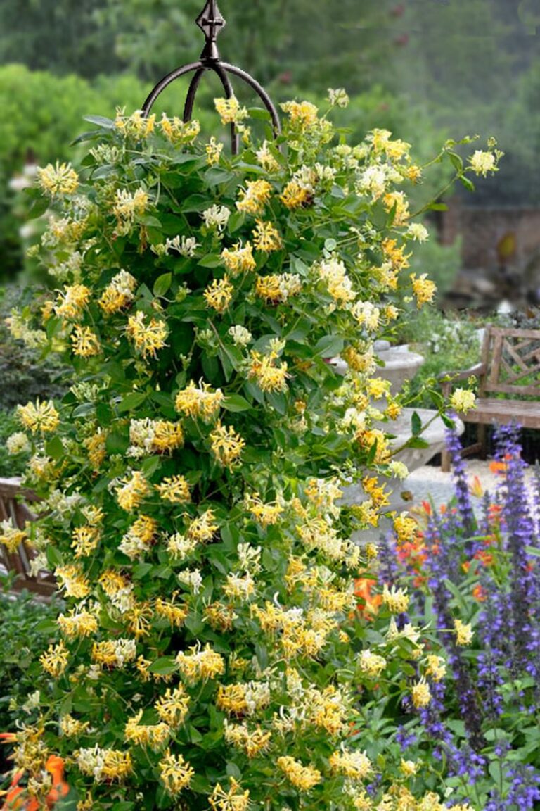 32 Enchanting Chinese Flowers That Bloom With Eastern Charm
