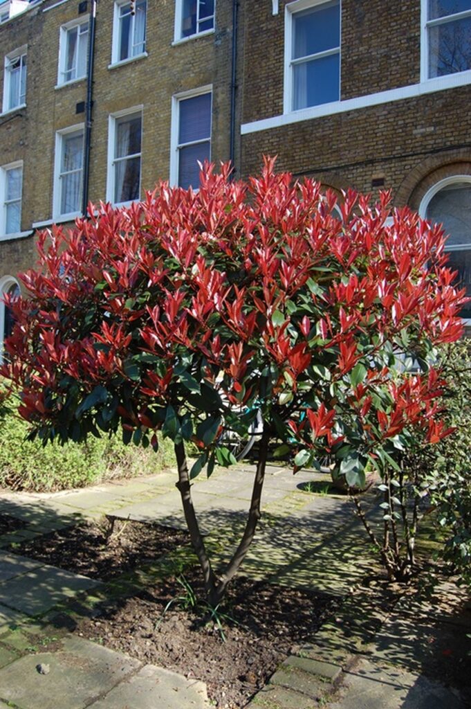 15 Exotic Trees With Red Leaves All Year for Your Garden