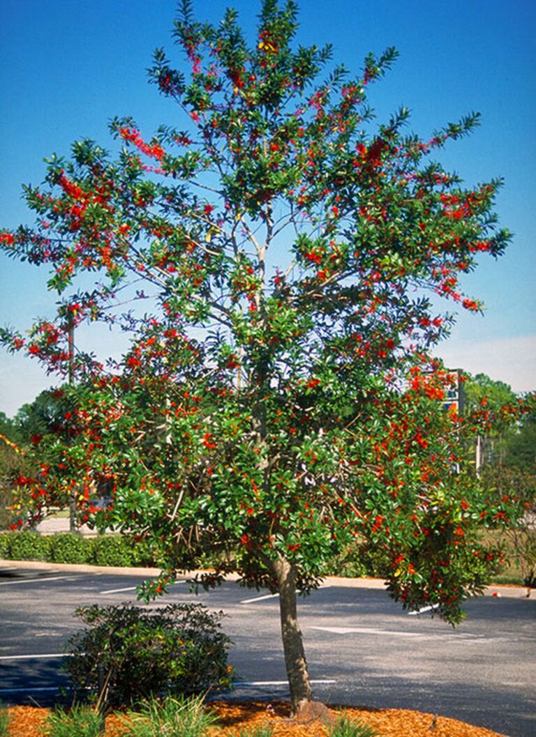 62 Stunning Native Florida Plants and Trees to Beautify Your Space