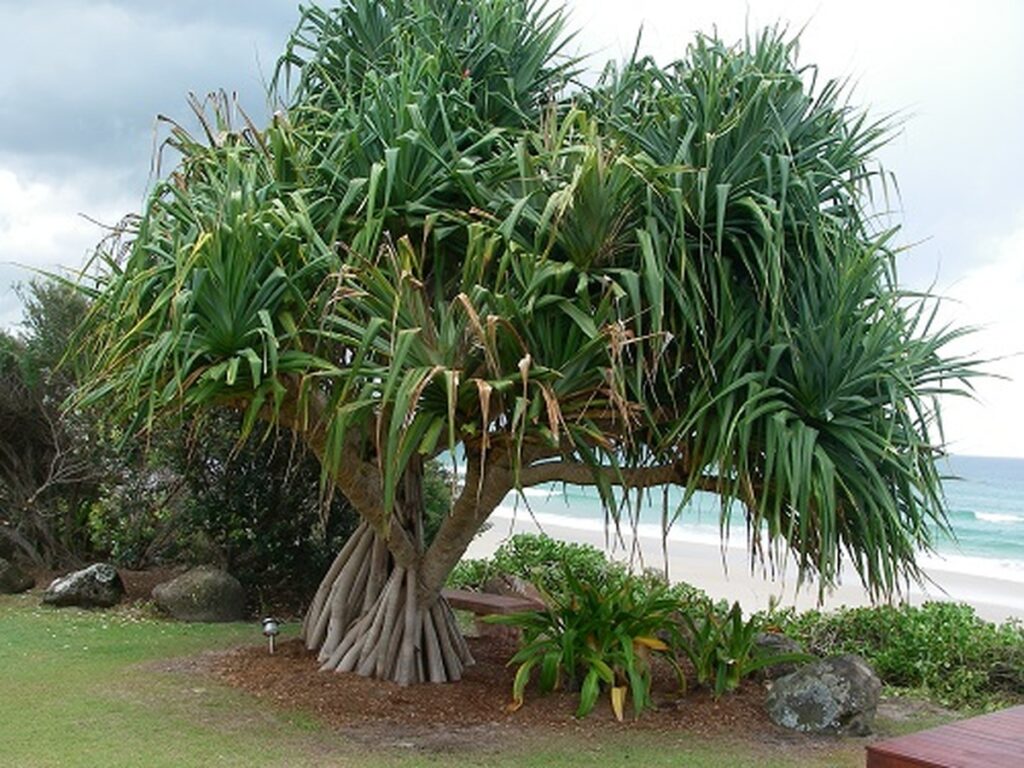 19 Stunning Beach Plants for Indoor and Home Garden Bliss