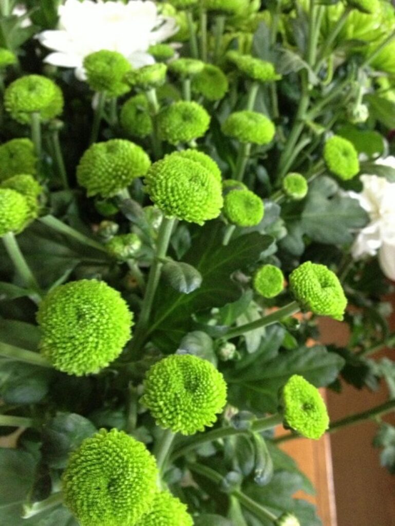 9 Stunning Green Chrysanthemum Varieties and Their Meanings