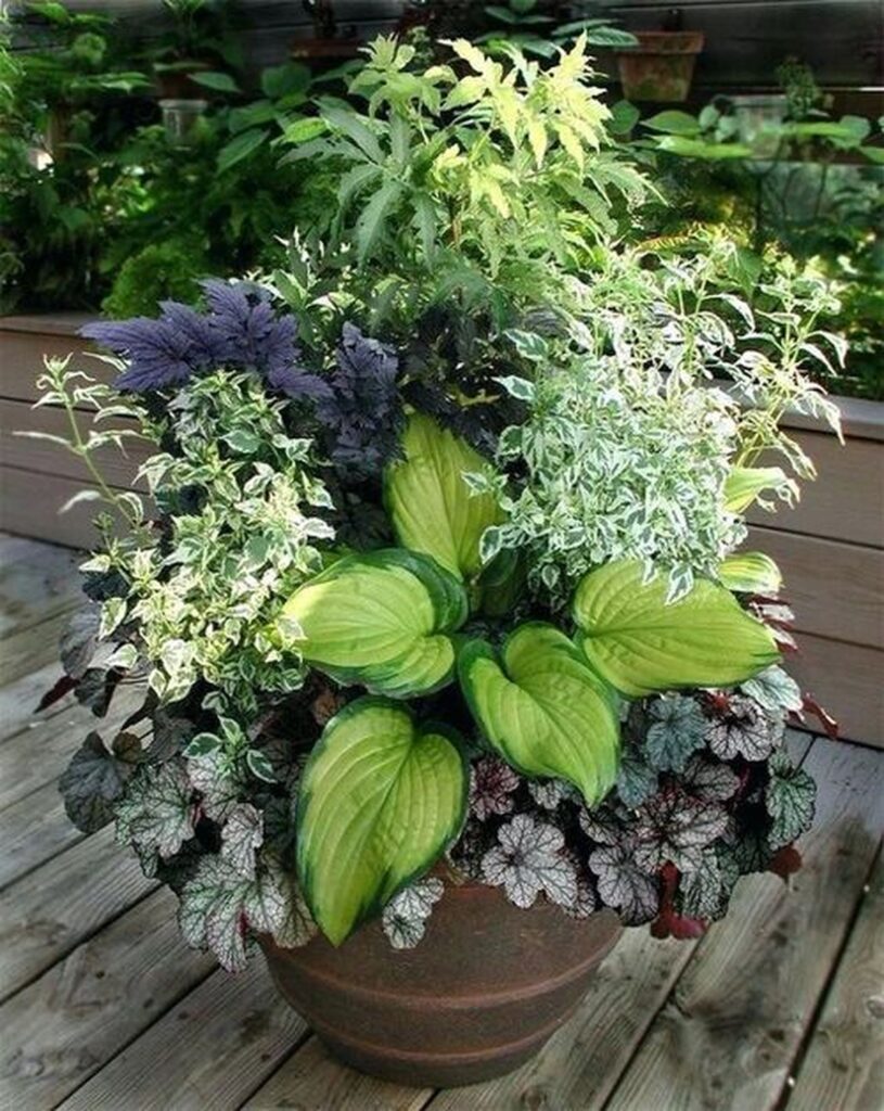 20 Creative Hosta Container Ideas for Shade Gardens That Amaze