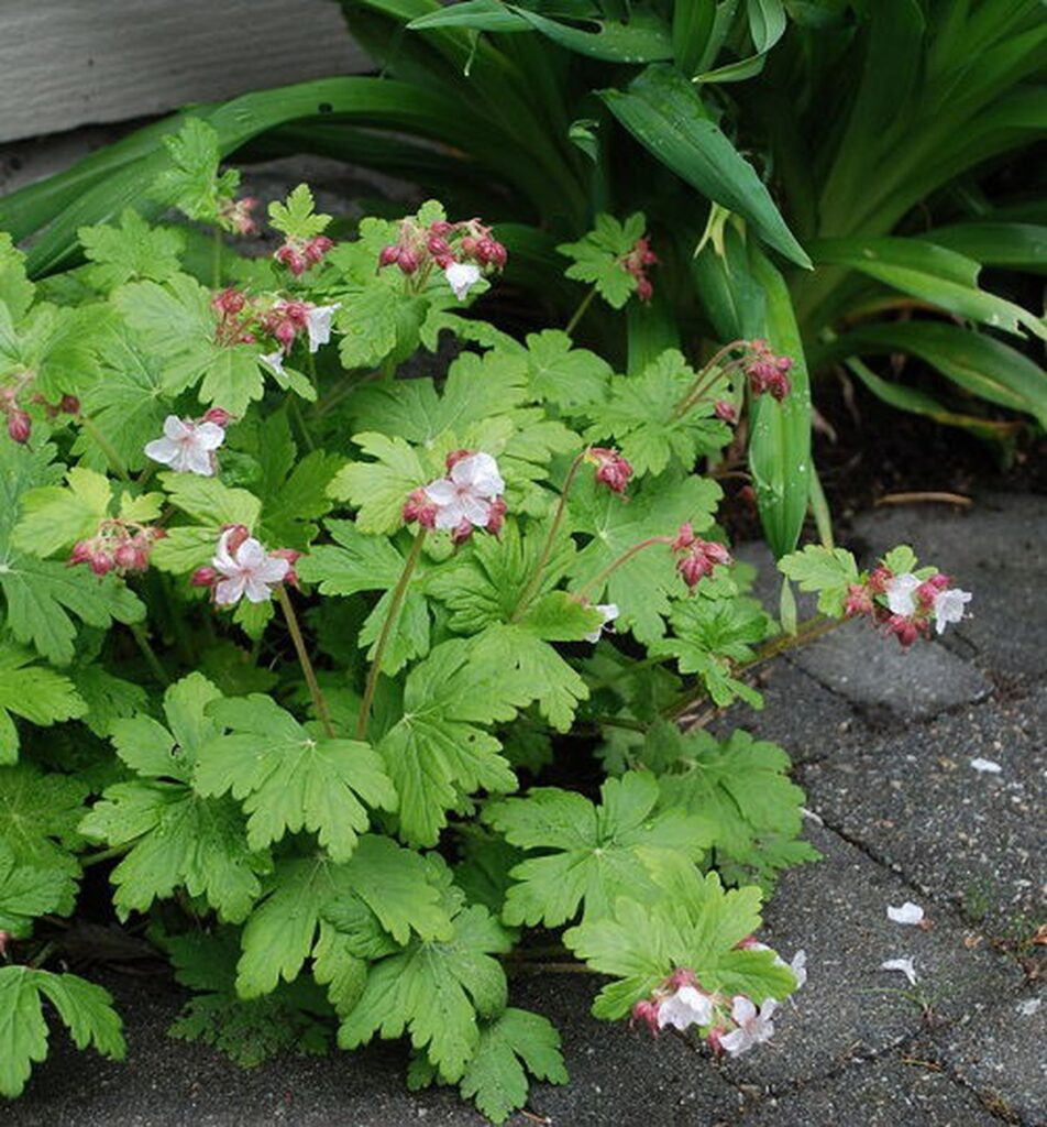 21 Lovely White Geranium Types to Brighten Your Garden