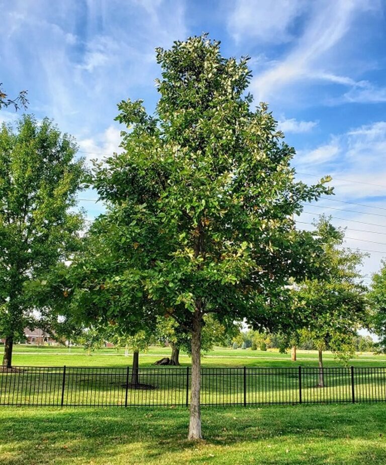 43 Must-Known Trees That Start With S