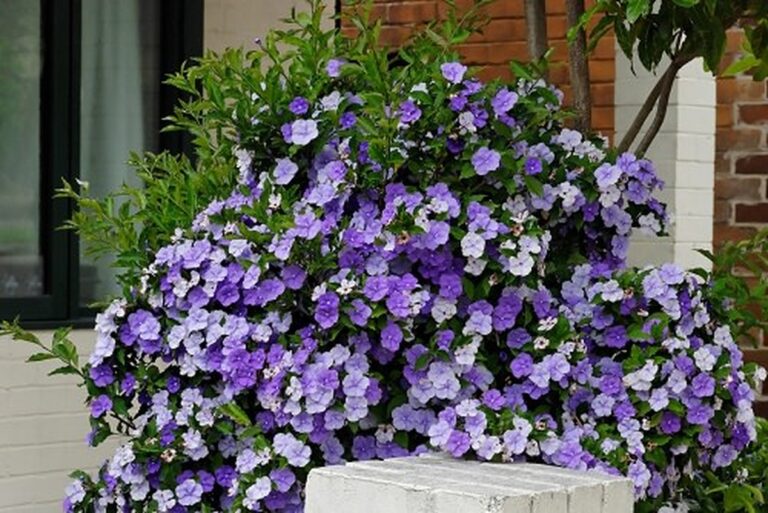 47 Most Fragrant Flowers That Fill Gardens With Sweet Scents
