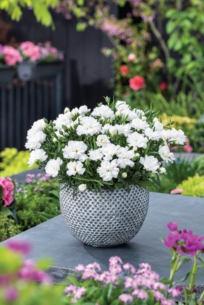 18 Heartwarming Flowers That Represent Family Beautifully