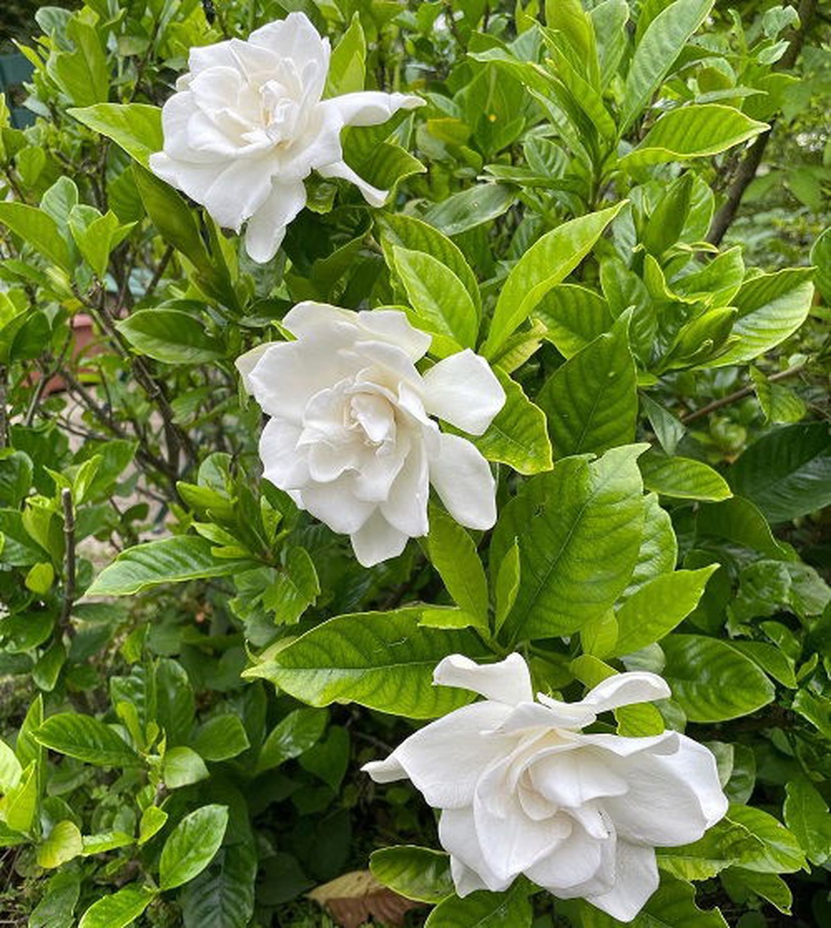 11 Breathtaking Fragrant Hawaiian Flowers That Smell Divine