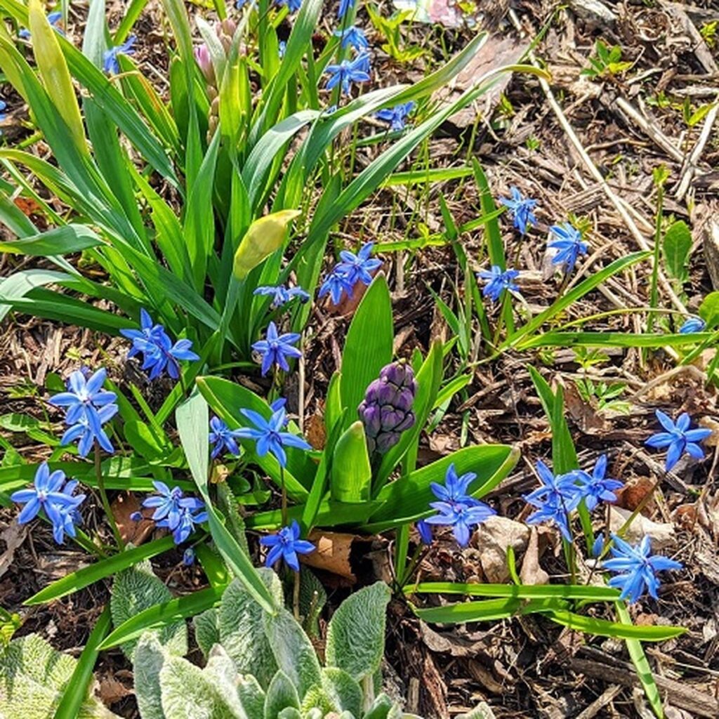 30 Stunning Weeds with Blue Flowers That Brighten Any Garden