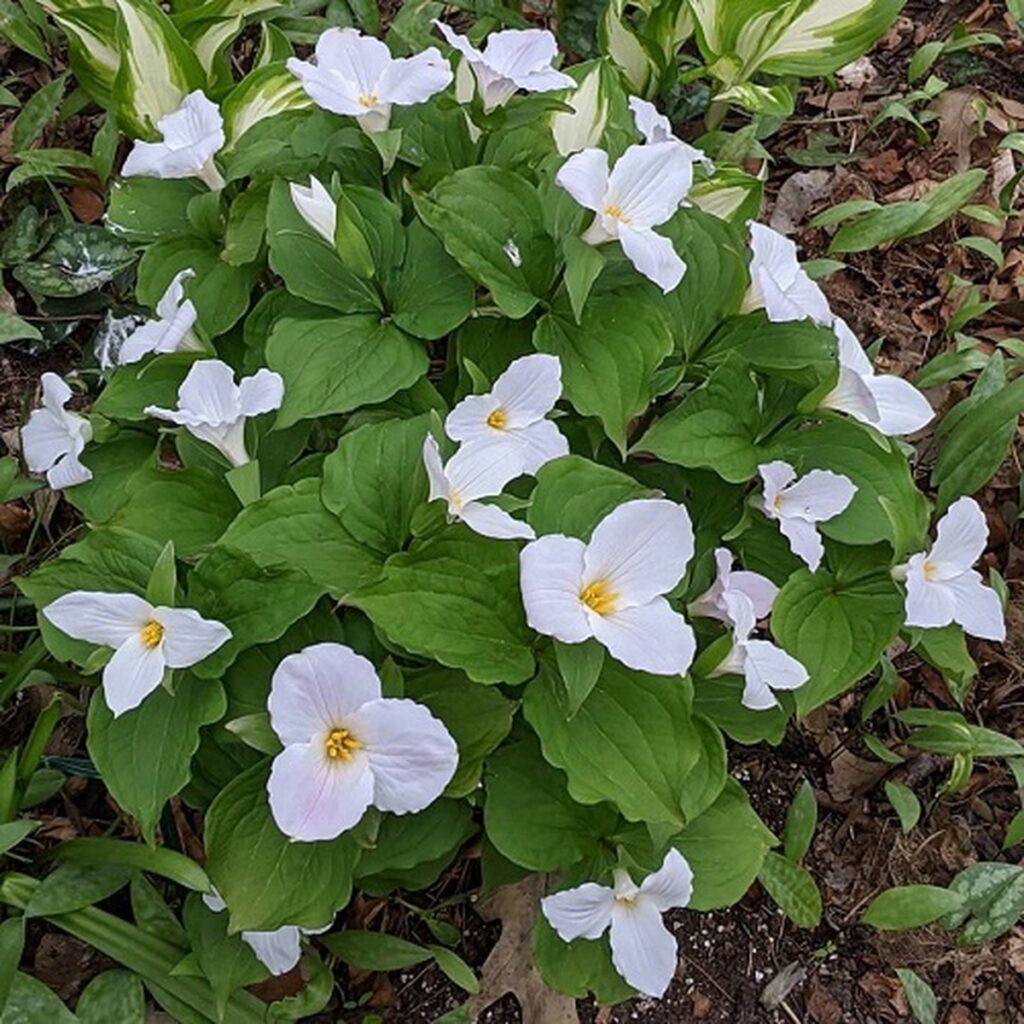 13 Gorgeous Spring Flowers in Michigan to Brighten Your Garden