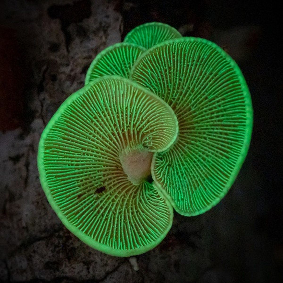 11 Enchanting Glow in the Dark Mushrooms That Light Up Night