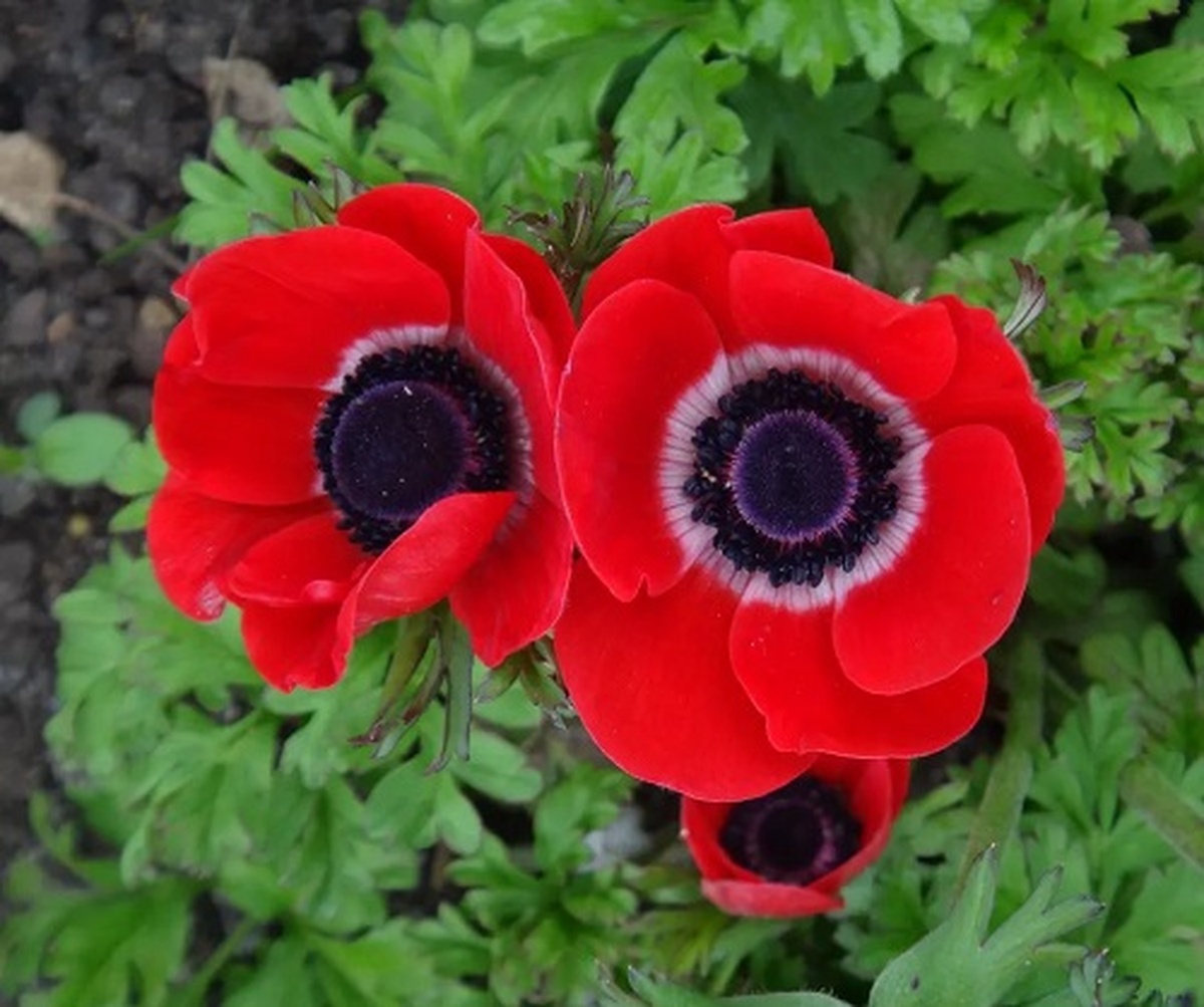 9 Stunning Flowers That Look Like Eyes to Inspire Wonder