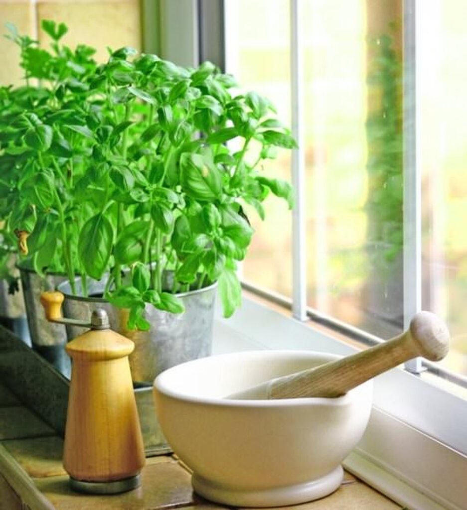 17 Amazing Lucky Plants and Flowers for Fortune That Dazzle