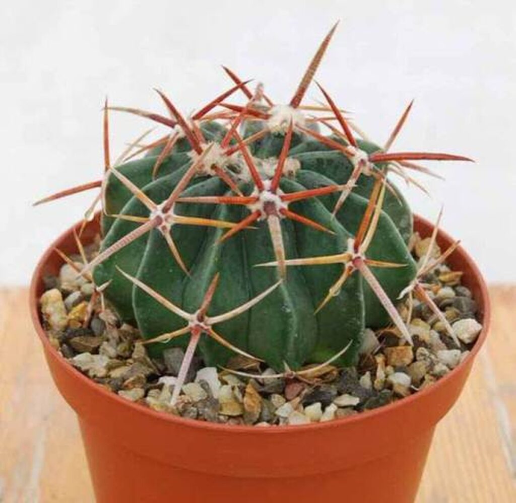 28 Stunning Rare Cactus Plants to Transform Your Home Garden