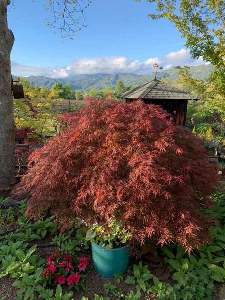 21 Gorgeous Maple Tree Varieties Perfect for Container Gardening