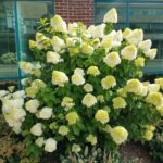 18 Gorgeous Plants That Bloom Massive, Eye-Catching Flowers