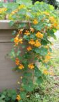 30 Gorgeous Trailing Foliage Plants for Hanging Baskets and Windowboxes