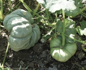 11 Amazing Green Pumpkin Varieties for Your Gorgeous Garden