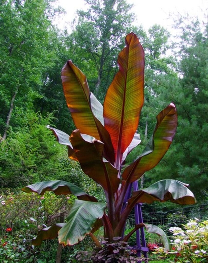 15 Exotic Trees With Red Leaves All Year for Your Garden
