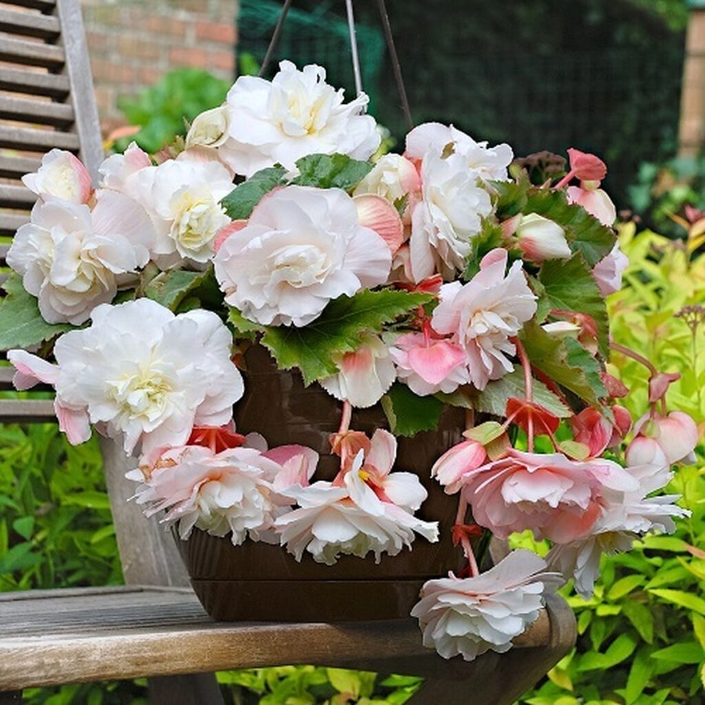 24 Stunning Pink Begonia Varieties to Explore