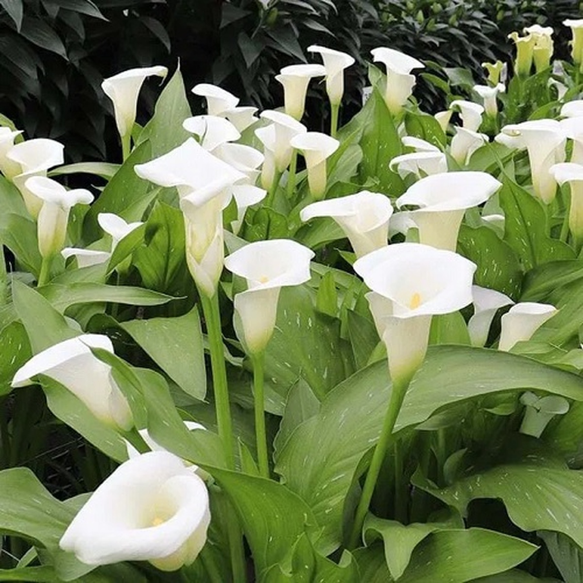 12 Stunning White Calla Lily Varieties to Brighten Your Garden