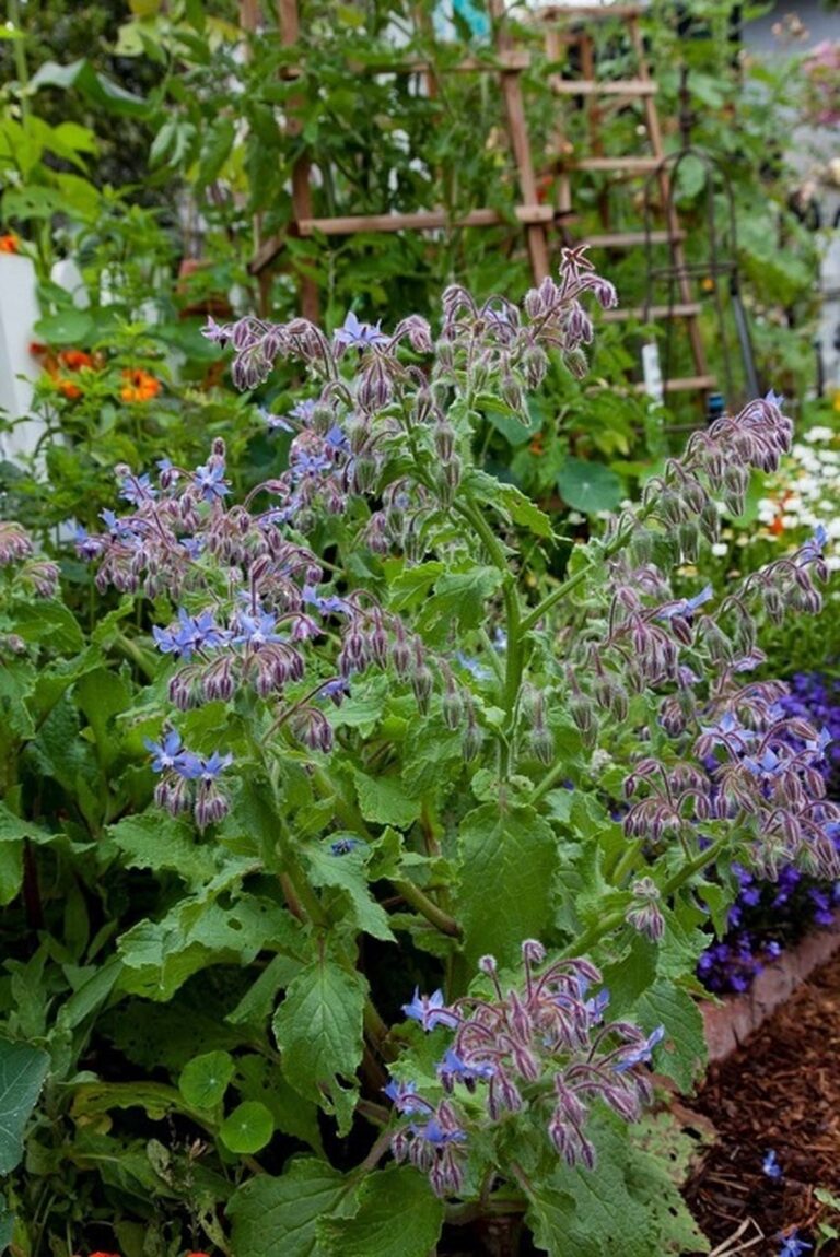 23 Delicious Vegetables that Start with B - Explore Our Garden Gems!