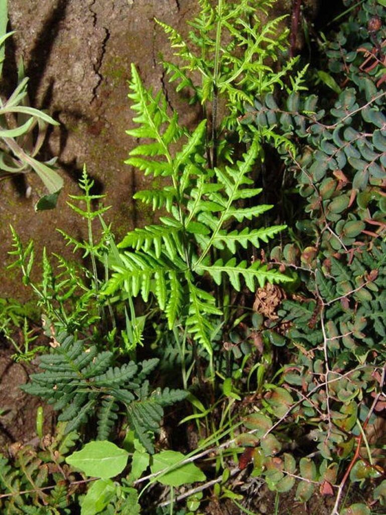 11 Gorgeous Drought Tolerant Ferns That Thrive in Dry Soil