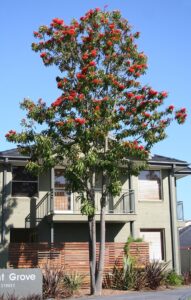 11 Stunning Flame Trees That Will Brighten Up Your Garden