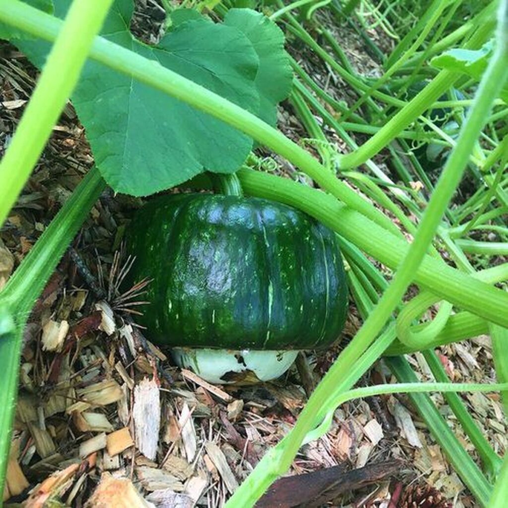 38 Delicious Types of Squash: Best Varieties for Your Garden
