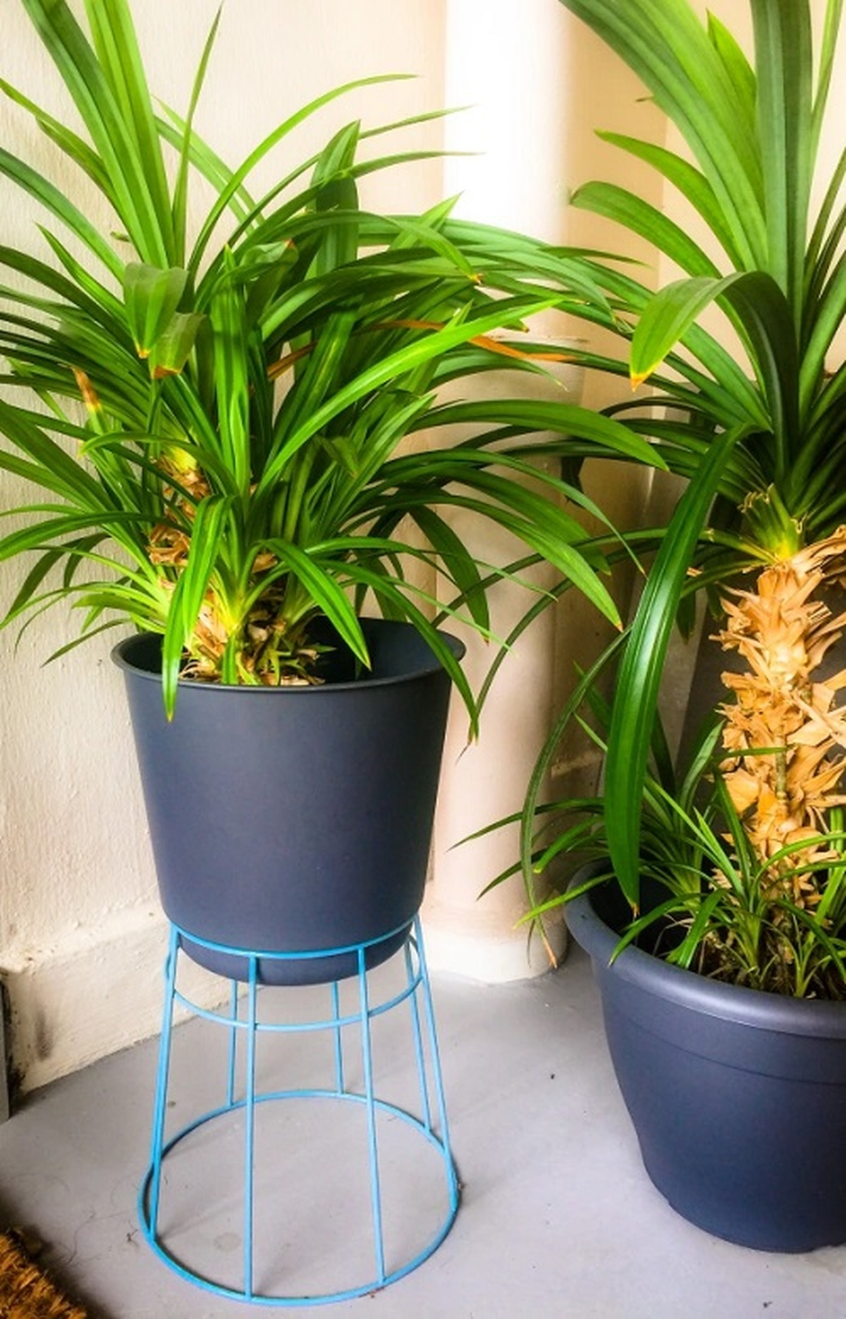 9 Gorgeous Plants That Look Like Spider Plants