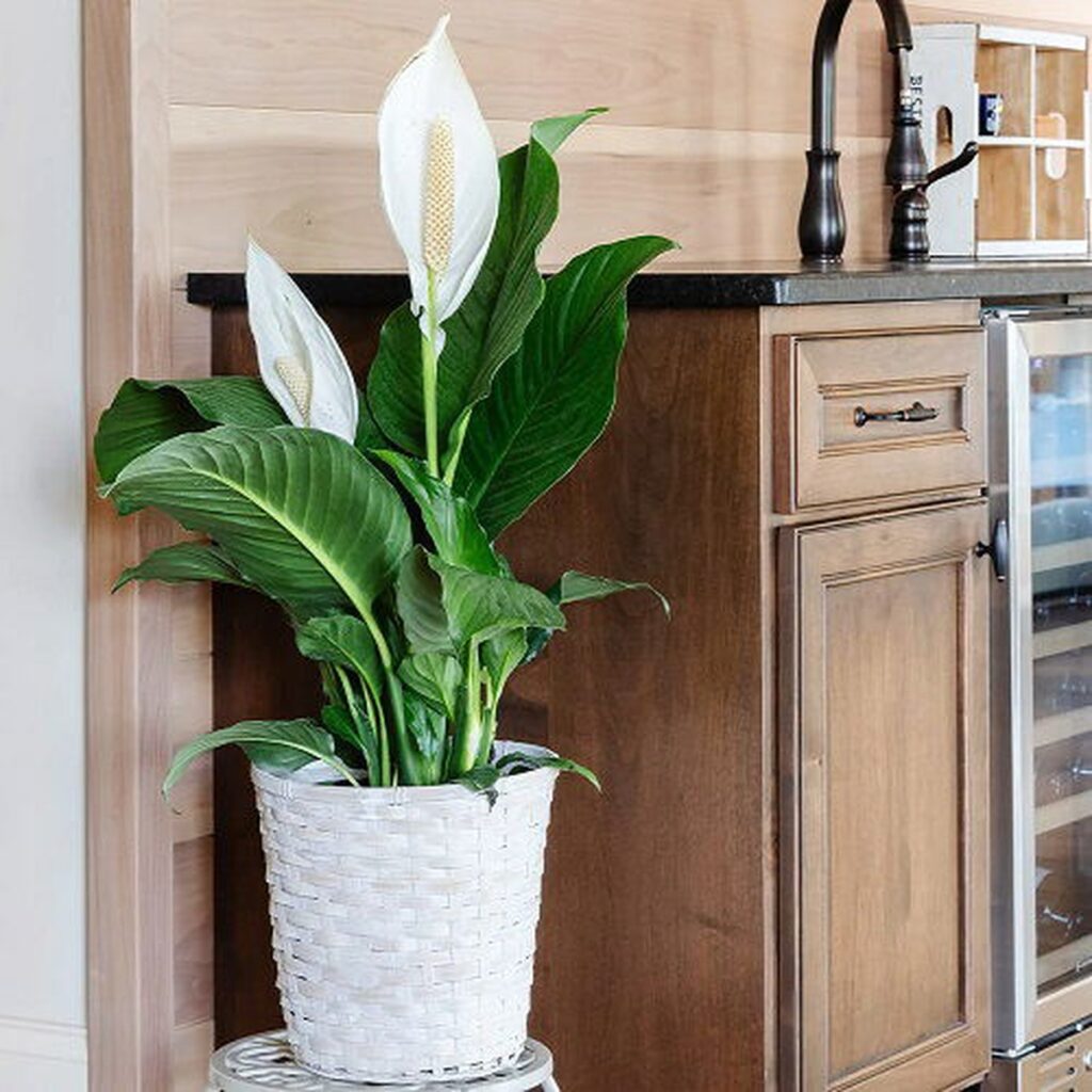 18 Stunning Places to Display Your Peace Lily Plant at Home