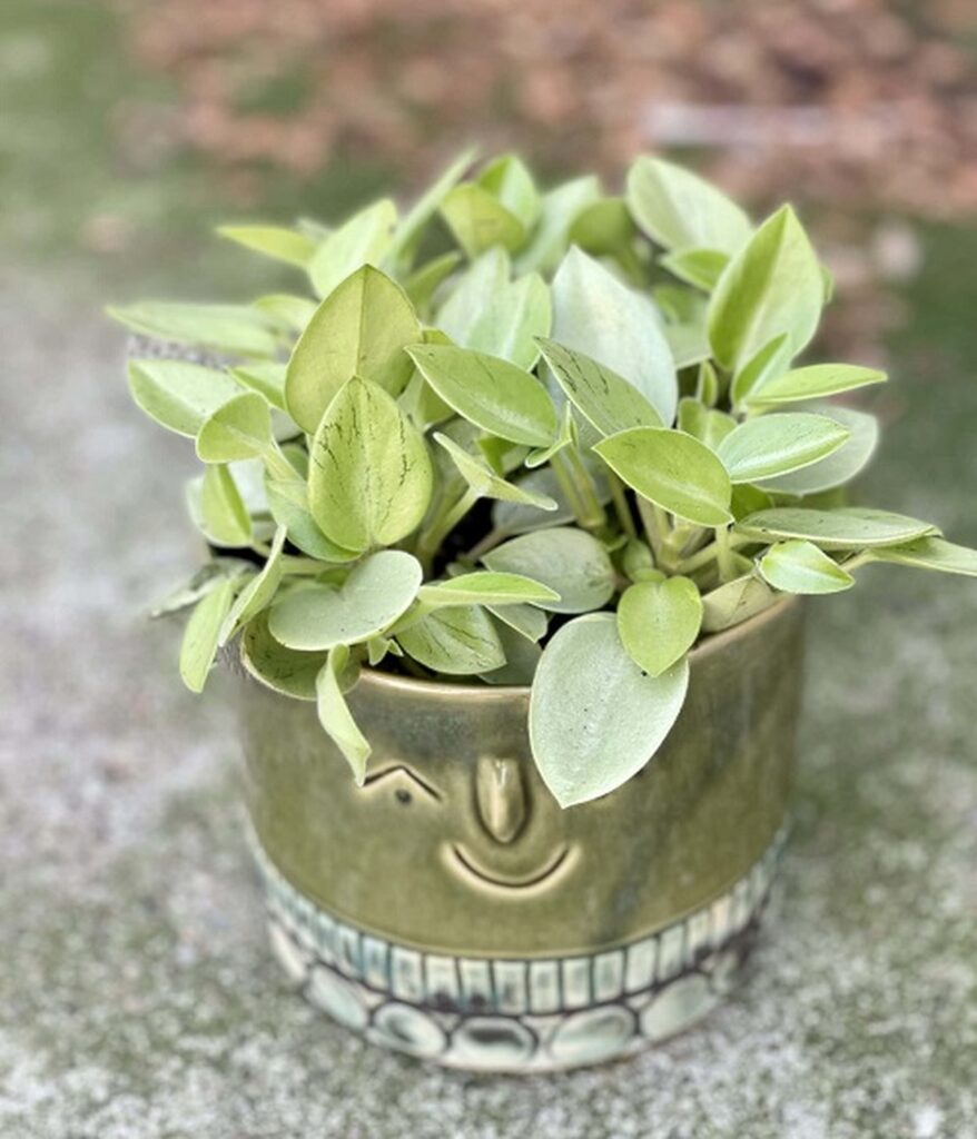 63 Stunning Peperomia Types: Beautiful Plant Varieties to Explore