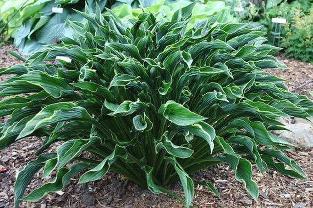 59 Stunning Types of Hostas: Discover These Beautiful Varieties
