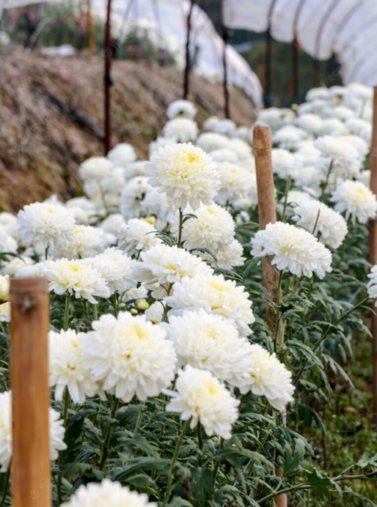 22 Beautiful Greek Flowers to Brighten Your Garden Today