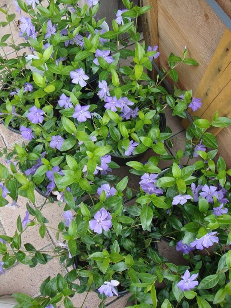 15 Types of Vincas to Brighten Your Garden